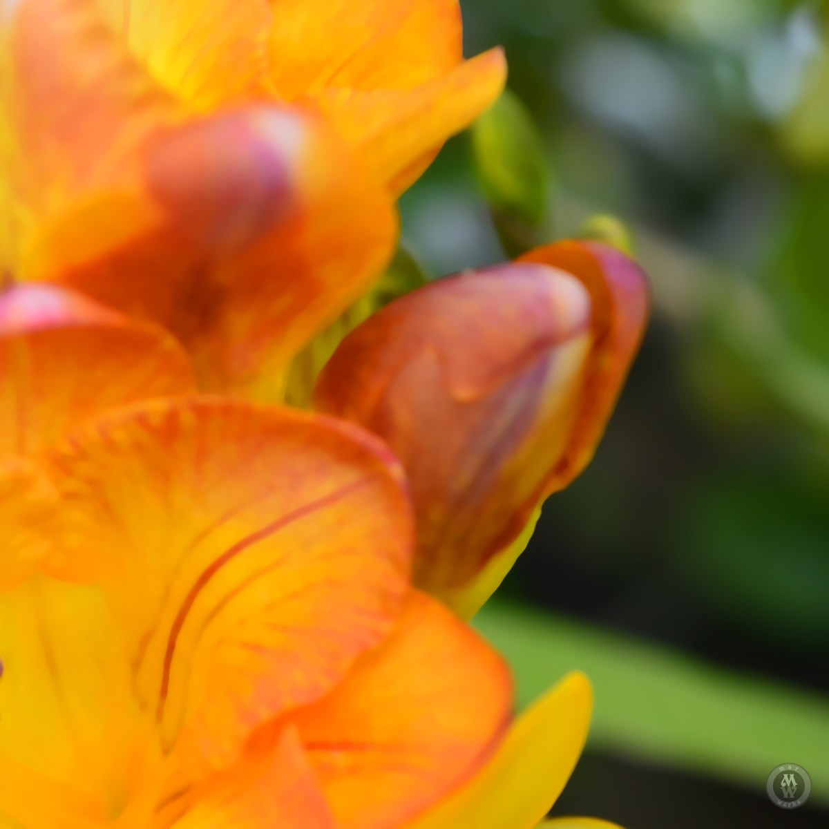 Spring Equinox 2020 – Marina Kanavaki